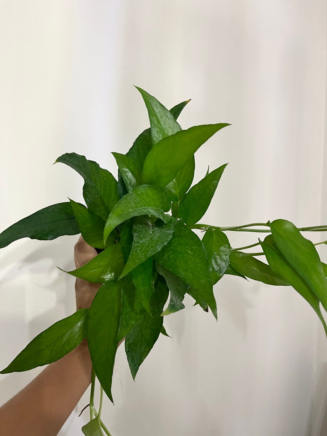 4” Skeleton Key Pothos - Etsy