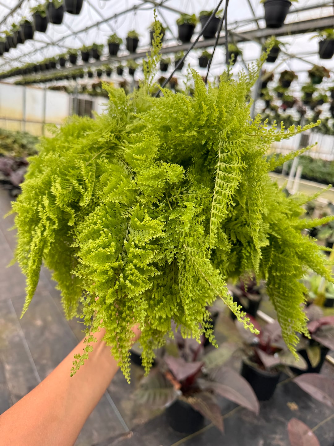 8 Cotton Candy Fern - Etsy