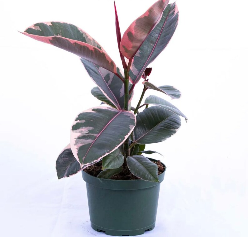 6 Ficus Elastica ruby Live Easy Houseplant - Etsy