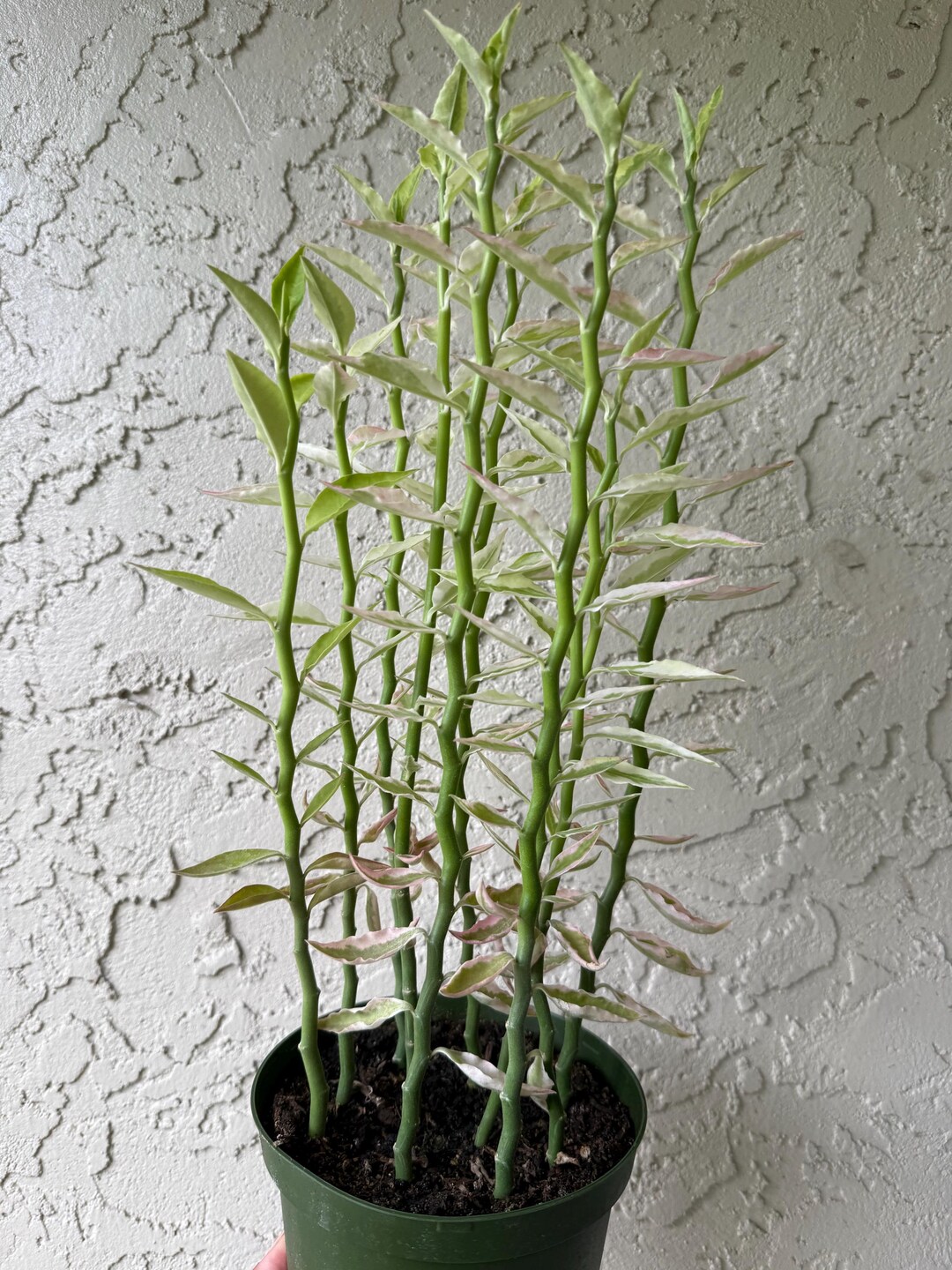 6” Variegated Devil’s Backbone Plant - Euphorbia Tithymaloides - Etsy