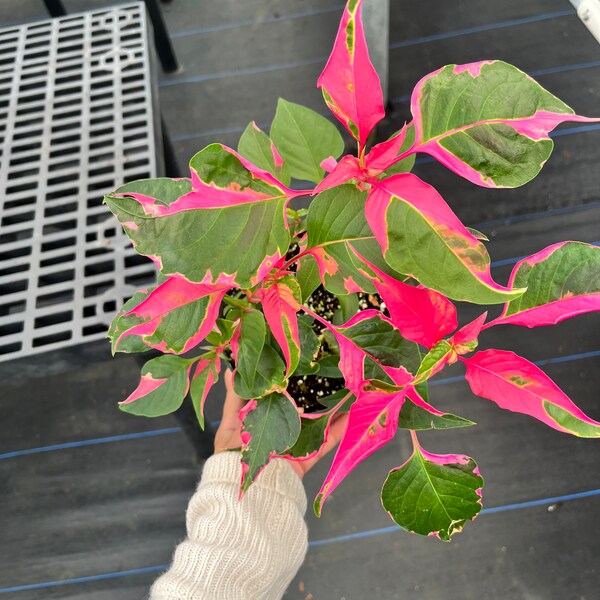 Party Time Plant - Etsy