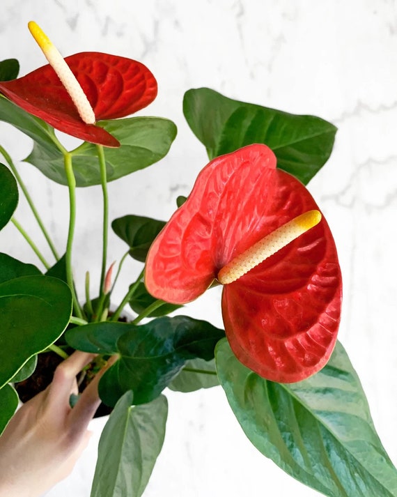6 Anthurium red With Flowers - Etsy
