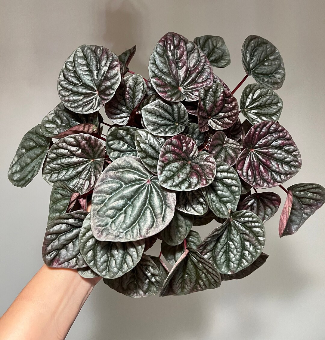 Red Emerald Ripple Peperomia 6” - Etsy