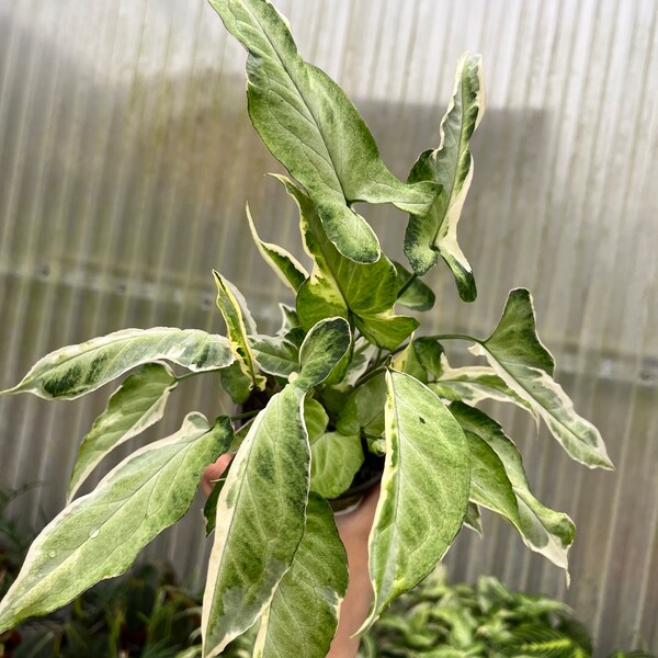 Rare Syngonium - Etsy