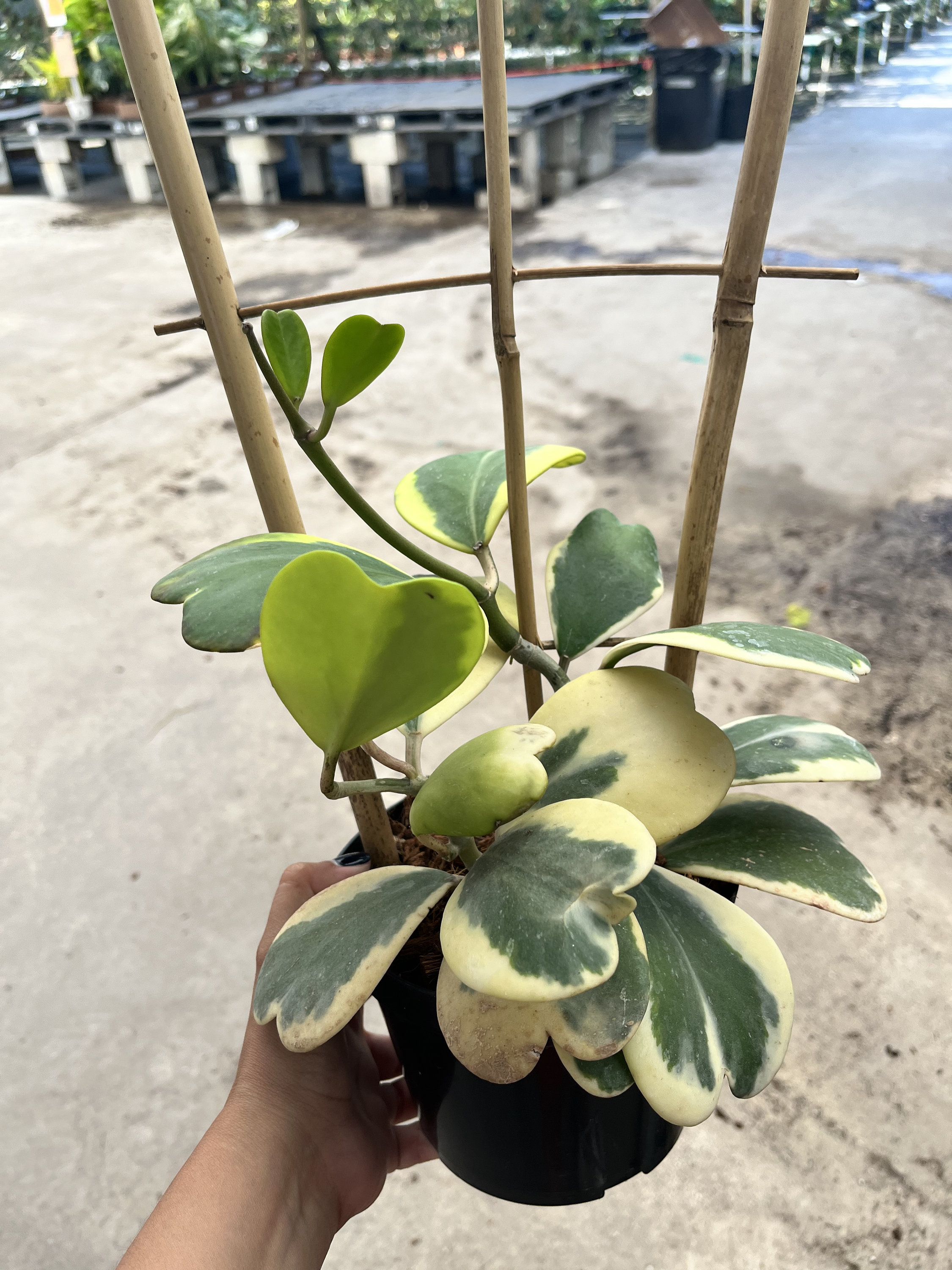 10 Best Hoyas For Beginners: Here Are The Easiest To Grow | atelier ...