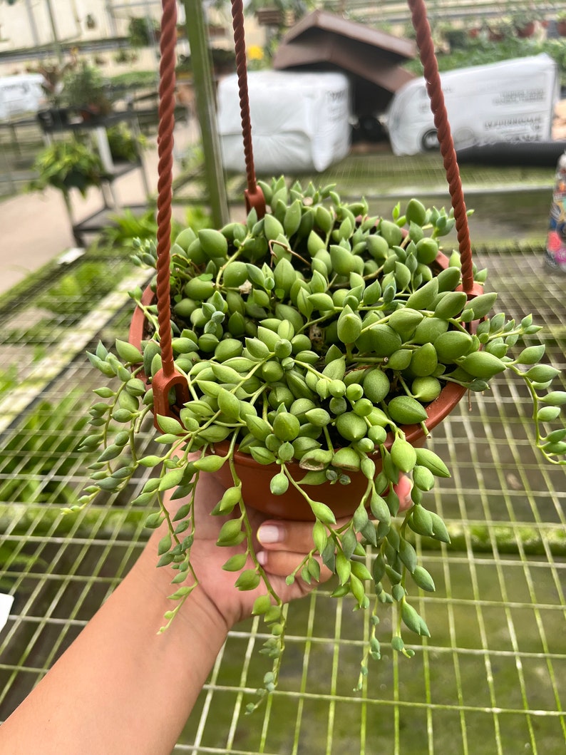 6 String of Tears - Etsy