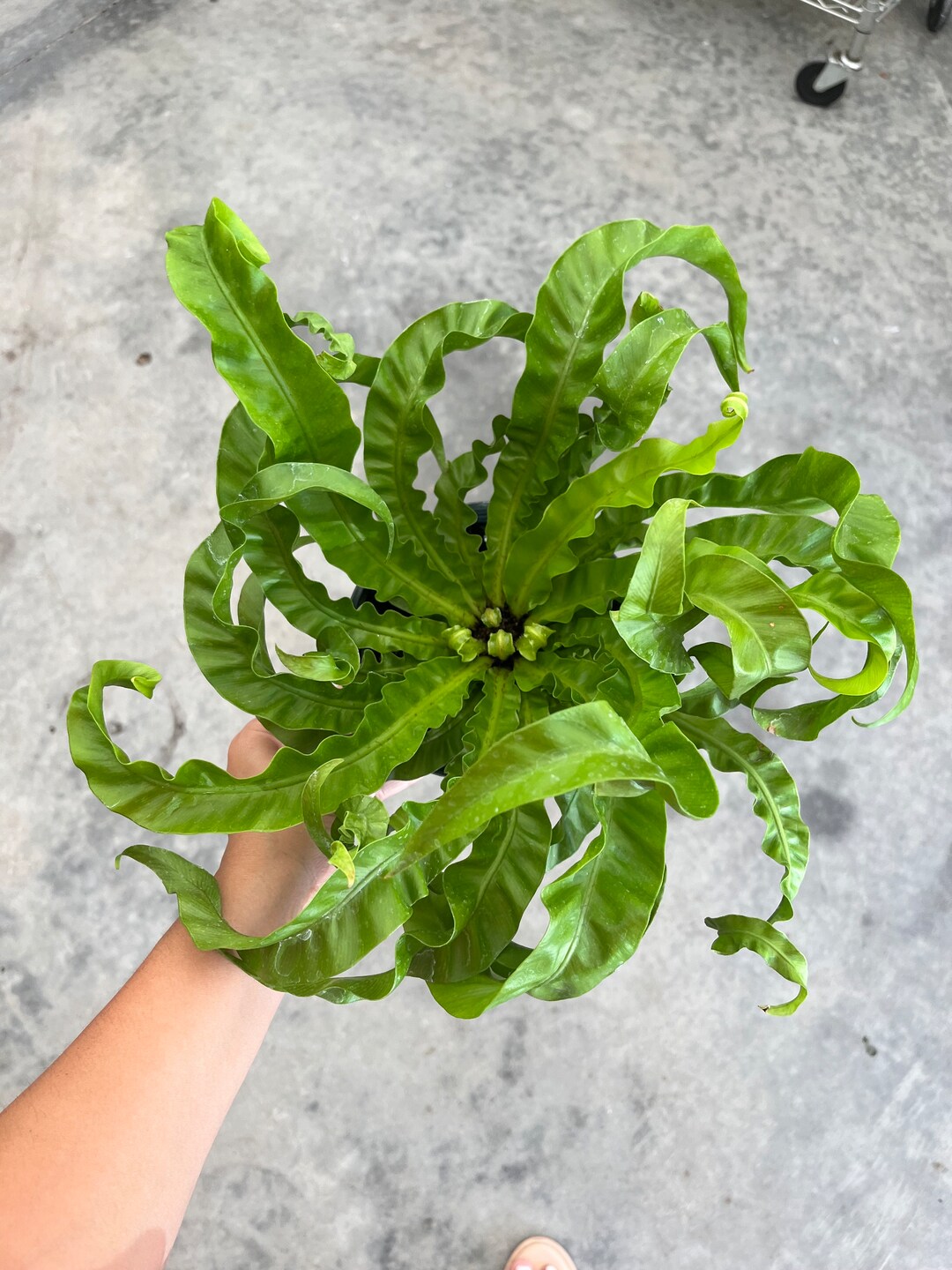 6” Hurricane Fern - Etsy