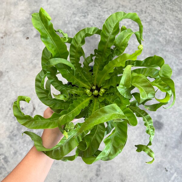 Curly Fern - Etsy