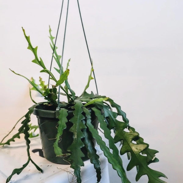 Ric Rac Cactus - Etsy