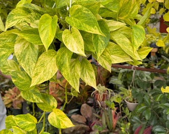 Pothos Neon Queen *MULTIPLE LISTINGS* - Etsy