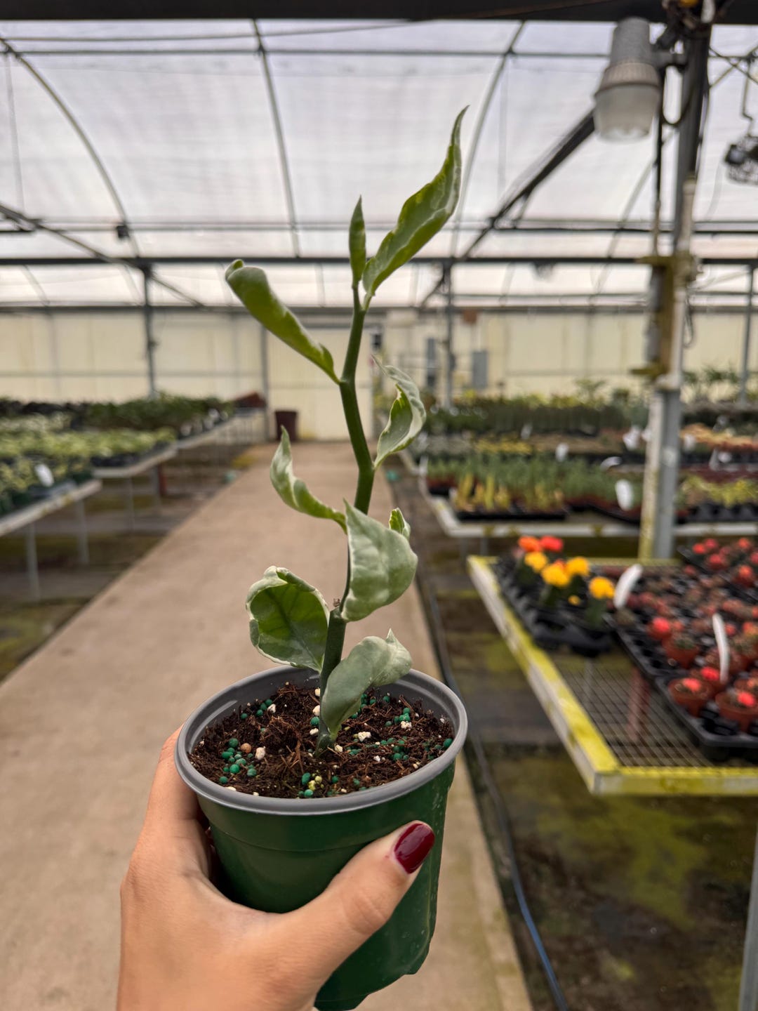 4” Variegated Devil’s Backbone Plant - Euphorbia Tithymaloides - Etsy