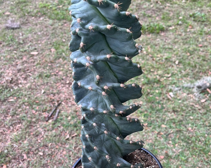 6” Cereus Validus Spiralis - Rare - Etsy