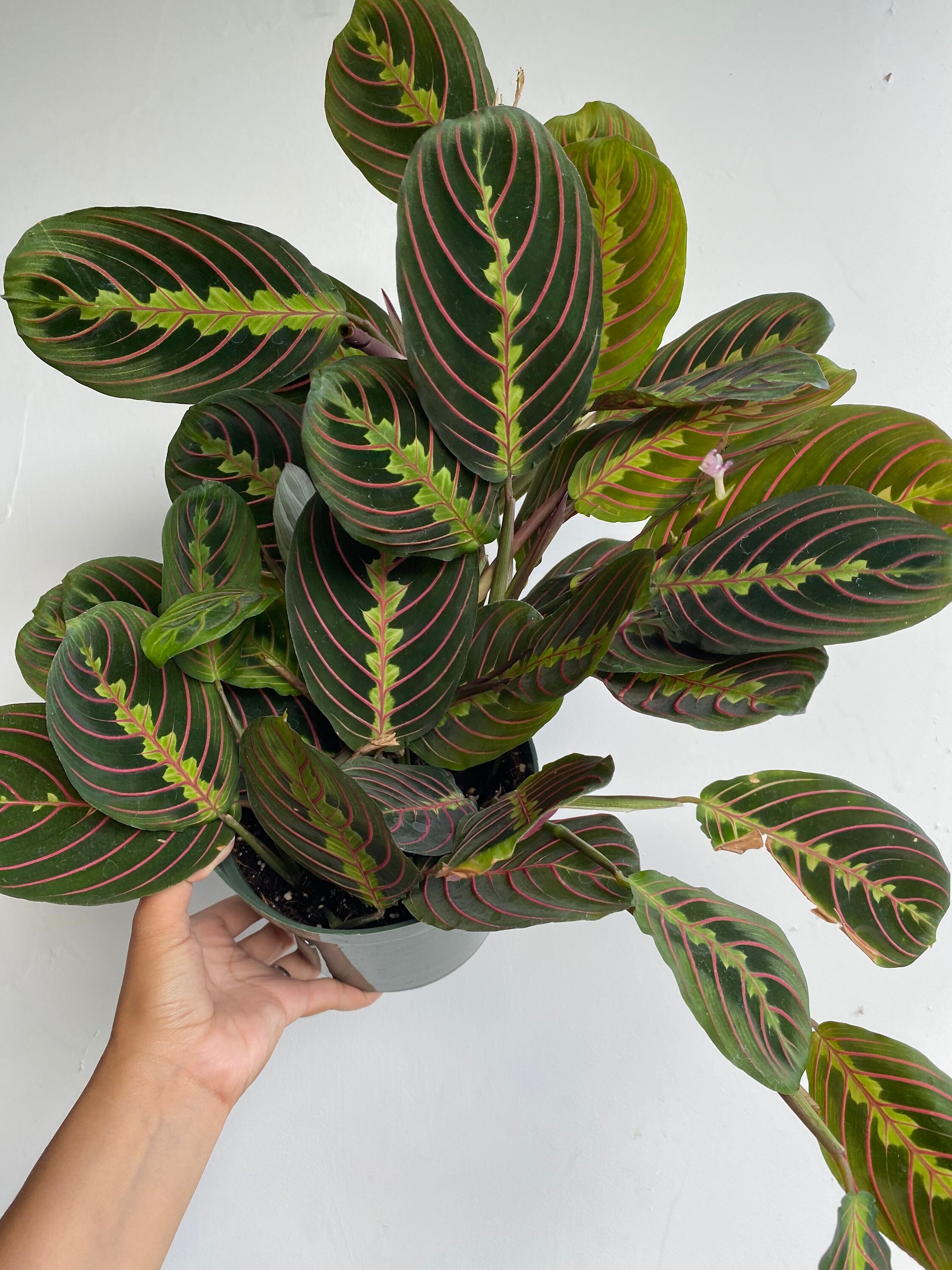 Calathea Red Maranta