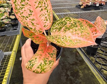 Aglaonema Orange Stardust-plant Tissue Culture - Etsy