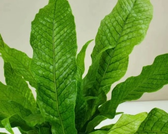 Fern RUBY RED SPIKEMOSS Plant Selaginella Unusual Cold Tolerant ...