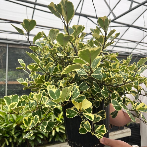 Ficus Triangularis Variegated - Etsy