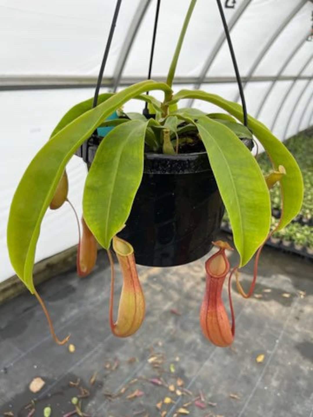 06” Nepenthes Alata Carnivorous Plant - Etsy