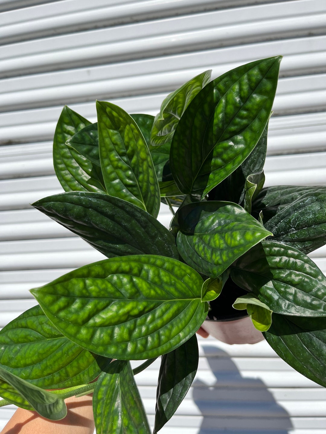 Monstera Peru 6” - Etsy