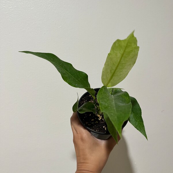 Variegated Anthurium - Etsy