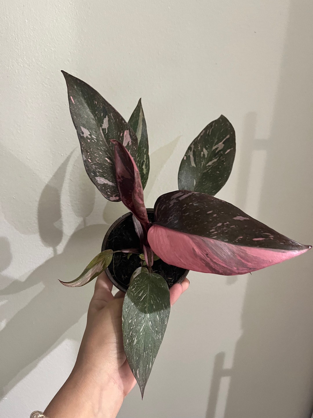 04 Marble Pink Princess Philodendron PPP - Etsy