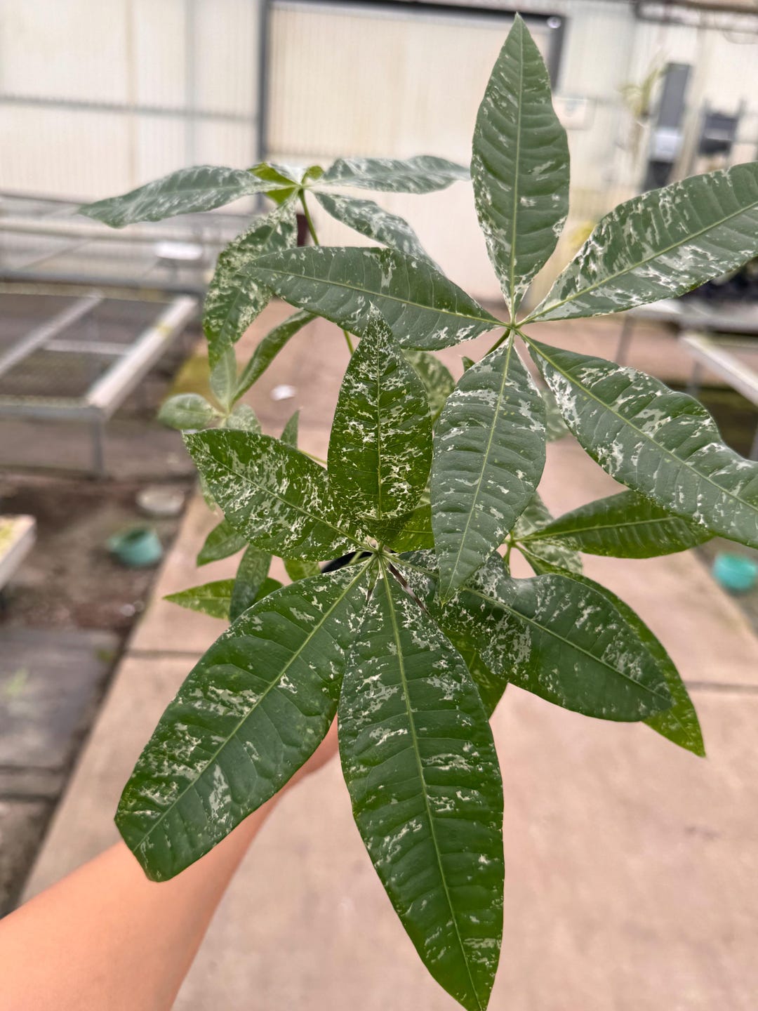 4” Variegated Money Tree - Etsy