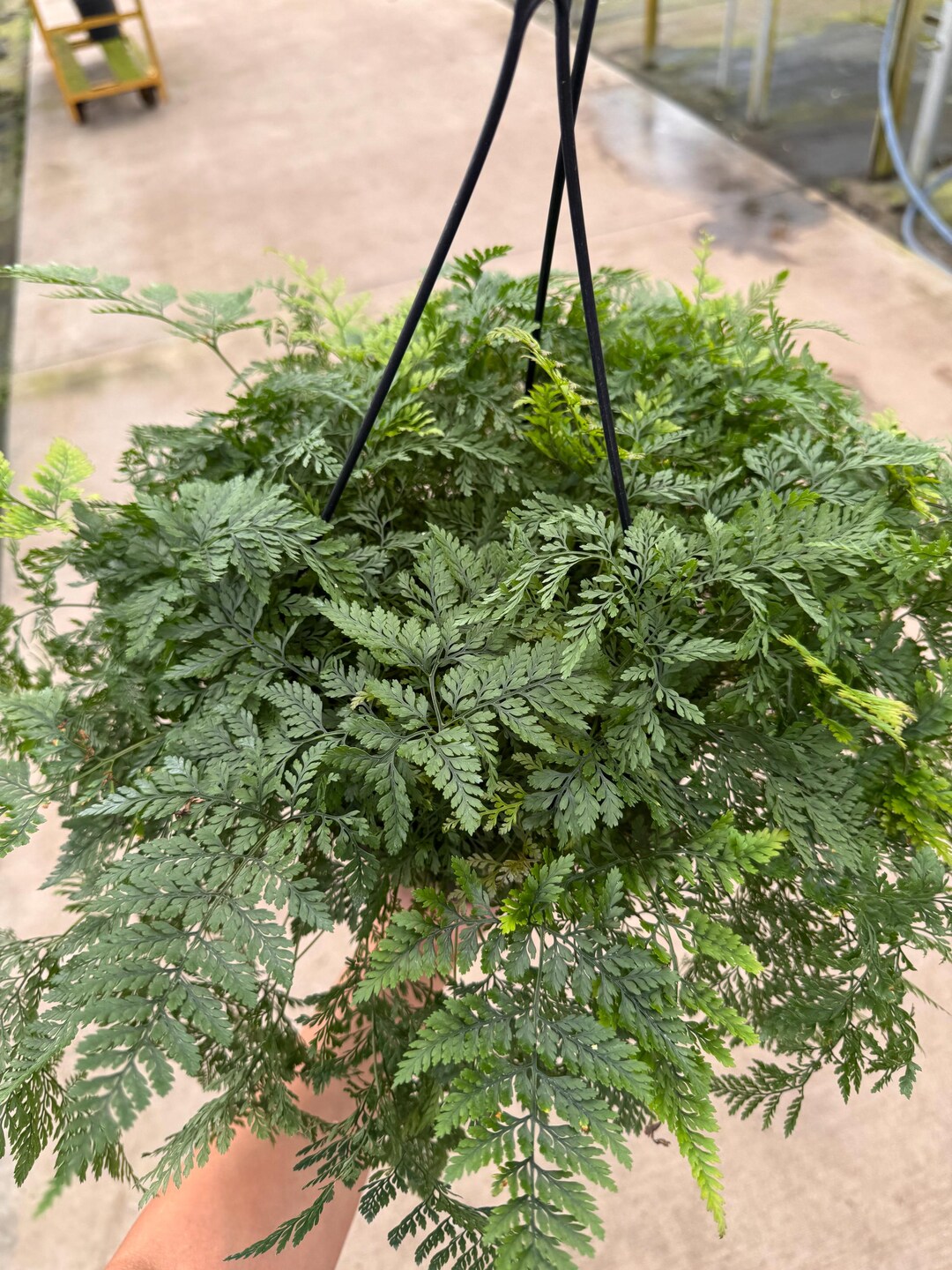 8” Rabbits Foot Fern - Etsy