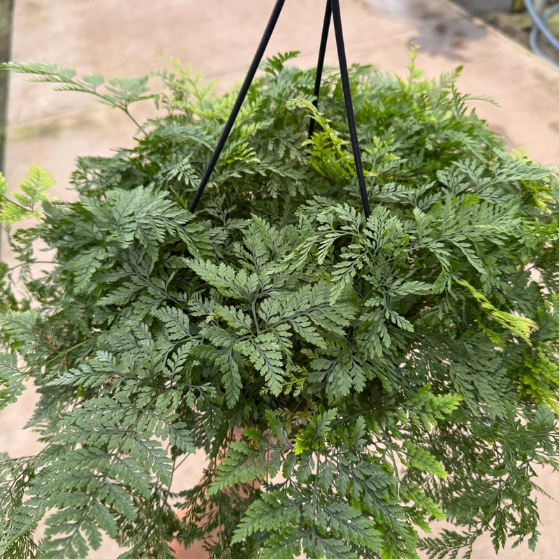 Rabbit Foot Fern - Etsy