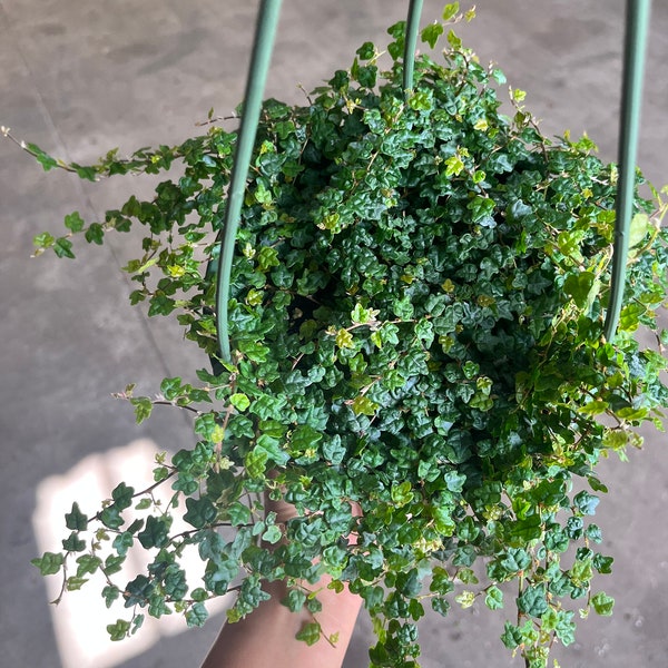 String of Frogs - Etsy