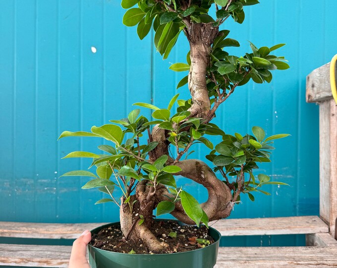 8” Ficus Ginseng - S Shape - Etsy