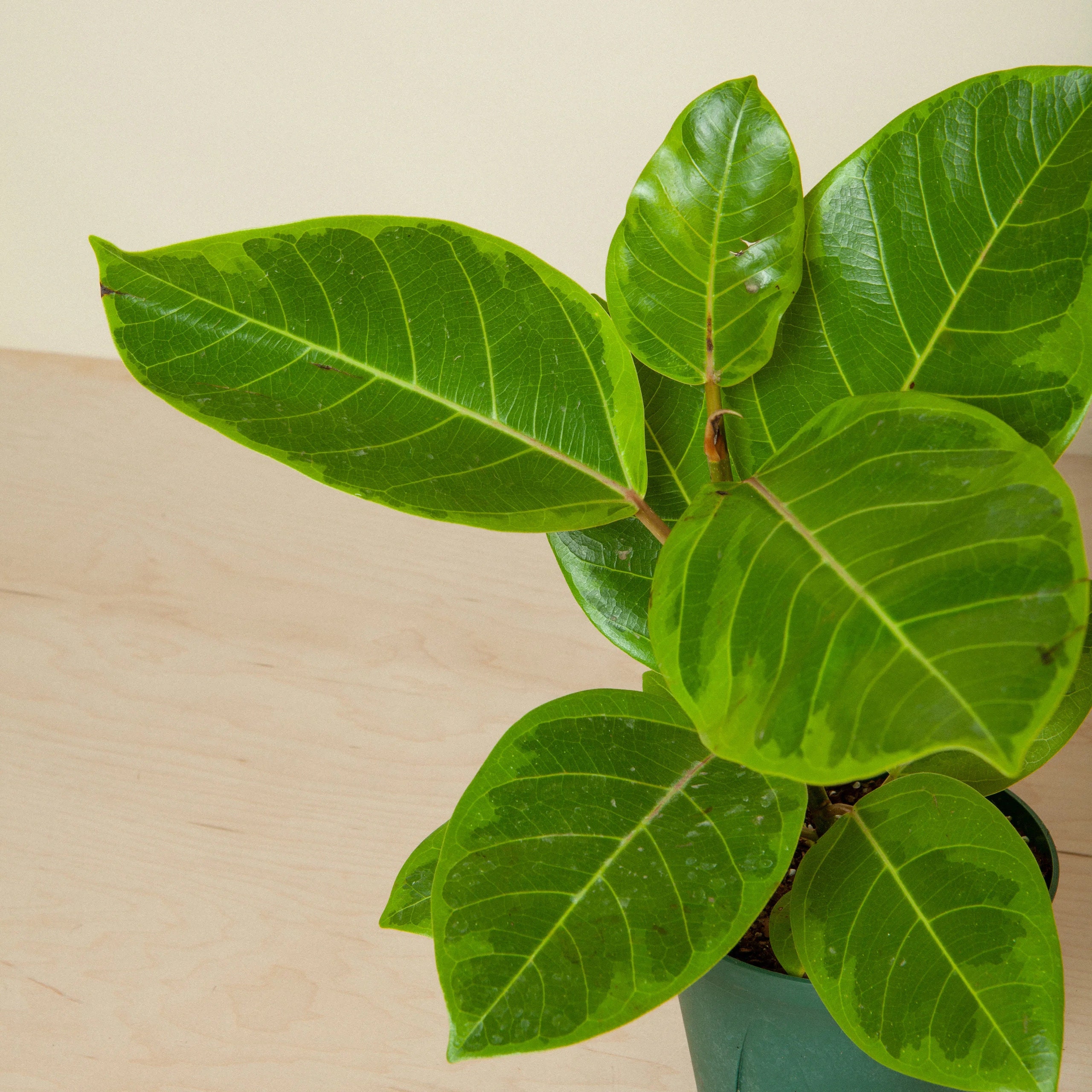 6 Ficus Altissima lemon Lime - Etsy