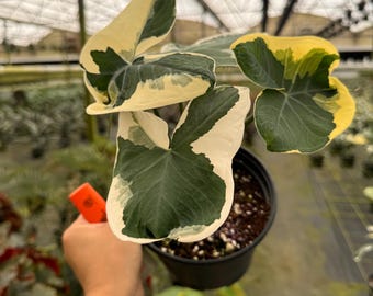 Alocasia Mickey Mouse Xanthosoma Variegata Variegated Sting Ray ...