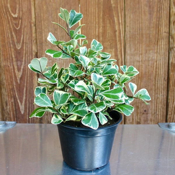 Ficus Triangularis Variegated - Etsy