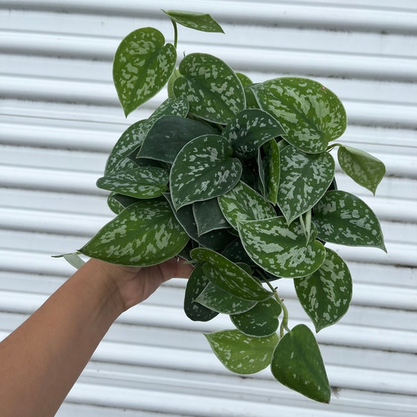 Scindapsus - Etsy
