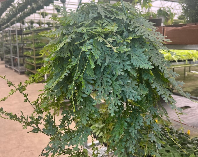 Peacock Fern, Rainbow Fern, 8 Hanging Basket, Selaginella Uncinata ...