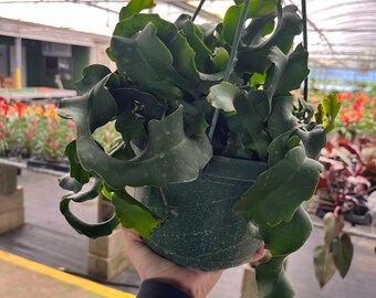 Cutting of Curly Epiphyllum / Curly Orchid Cactus/ Curly Sue/ Rare ...