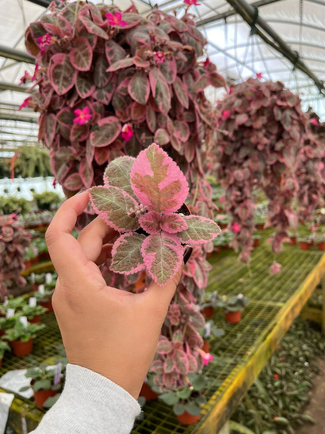 2” Episcia ‘pink Smoke’ Variegated African Flame Violet - Etsy