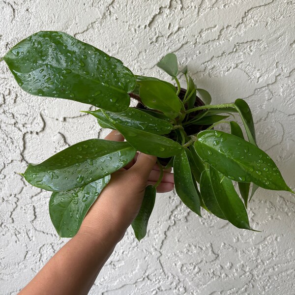 Philodendron Squamiferum - Etsy