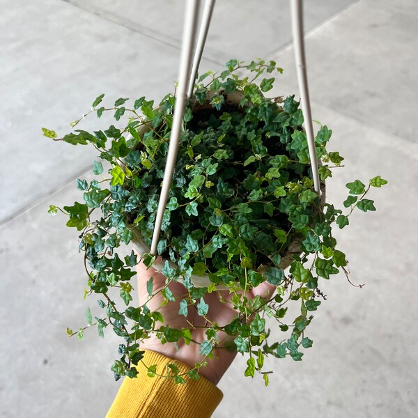 String of Frogs - Etsy