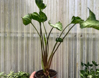 Syngonium Godzilla 4 Pot ALL PLANTS Require You to Purchase 2 Plants - Etsy