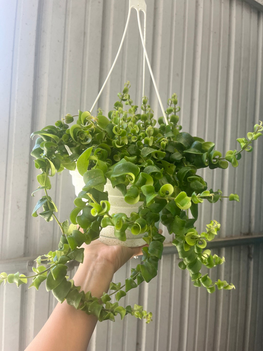 Curly Rasta Lipstick Plant 8 - Etsy