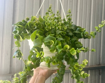 Twisted Lipstick Plant aeschynanthus rasta - Etsy