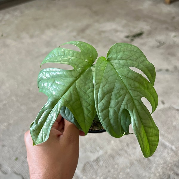 Monstera Spider Man - Etsy