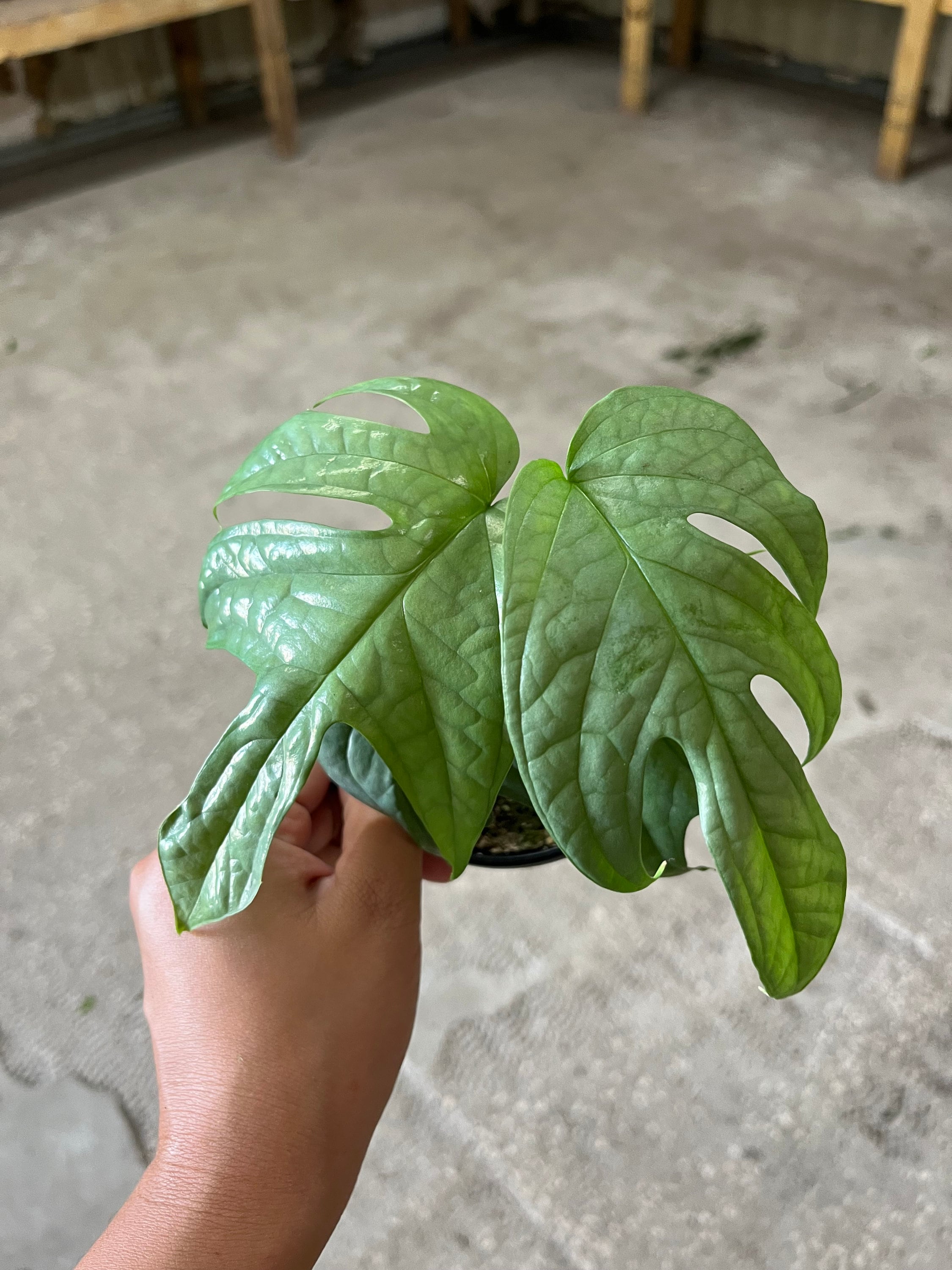 4 Amydrium 'medium Silver' Aroid Spider Man Monstera - Etsy