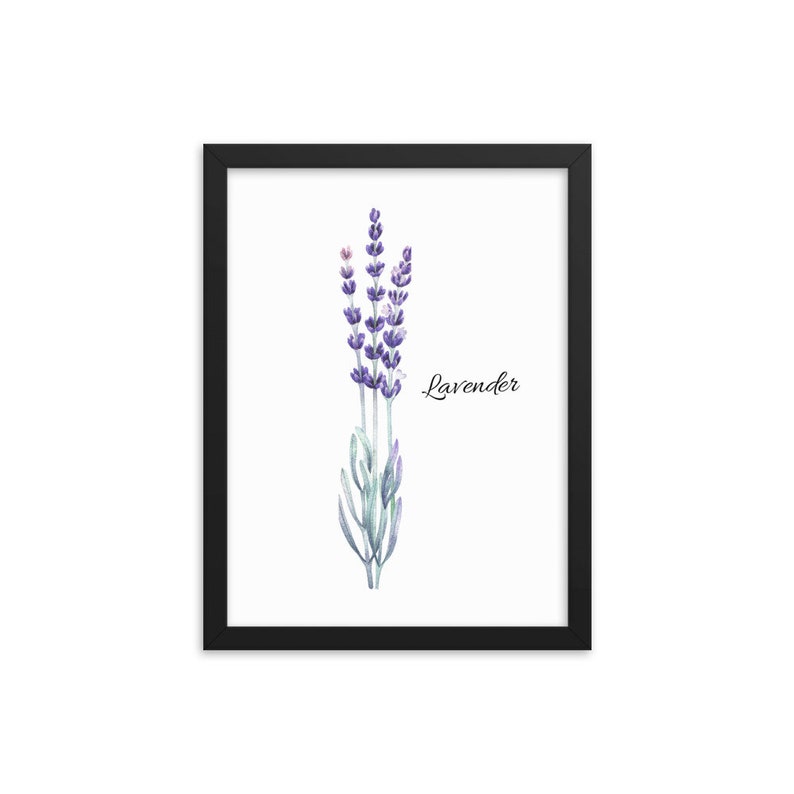 Lavender Framed Poster 12x16. Living Room Wall Decor. Herb Art Print ...