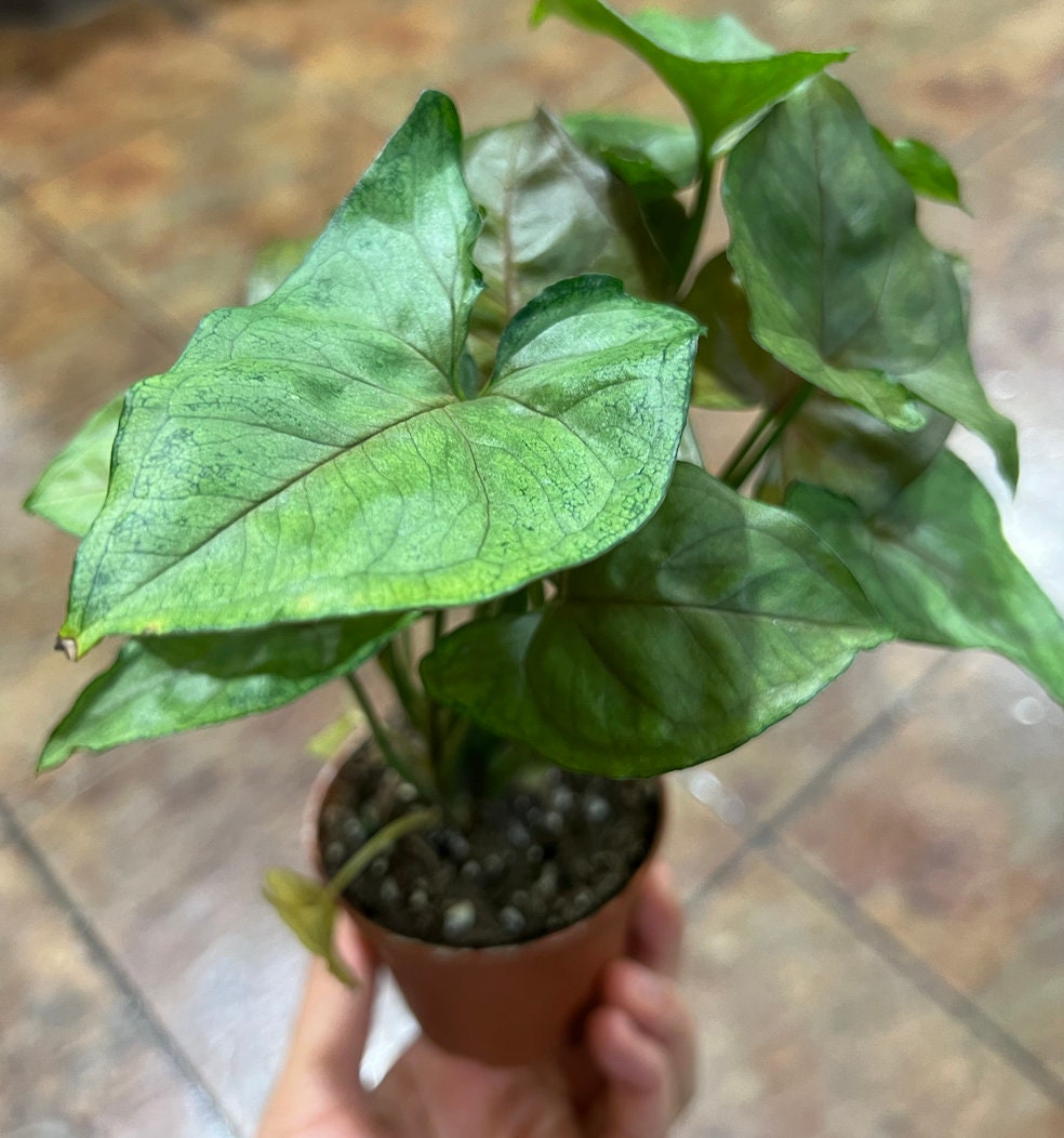 Syngonium Berry Allusion | Arrowhead Vine/plant - Etsy