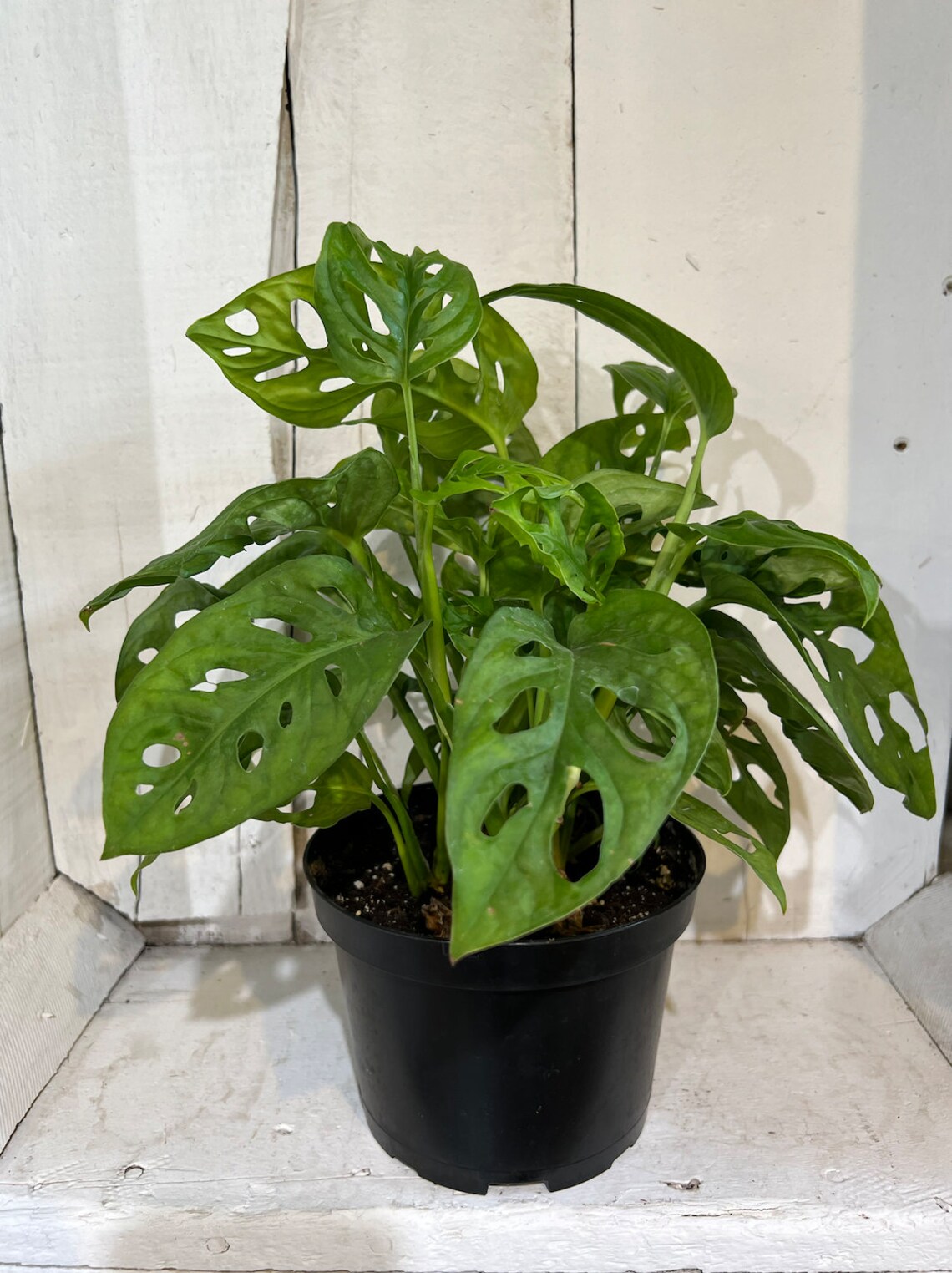 Swiss Cheese Plant Cutting (monstera Adansonii) - Individual Leaf and ...