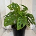 Swiss Cheese Plant Cutting (monstera Adansonii) - Individual Leaf and ...