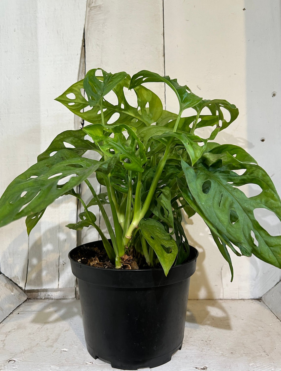 Swiss Cheese Plant Cutting (monstera Adansonii) - Individual Leaf and ...