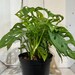 Swiss Cheese Plant Cutting (monstera Adansonii) - Individual Leaf and ...