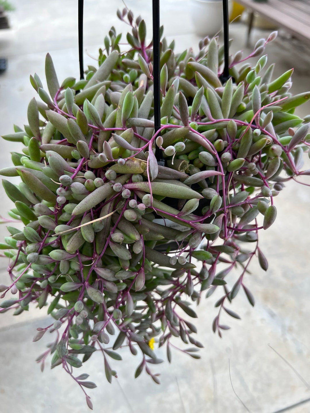 Little Pickles | Ruby Necklace | Crassothonna Capensis | Cape Othonna ...